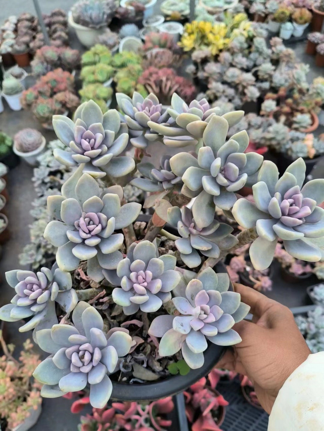 10''graptophytum Supreme Succulent Plants Rare - Etsy