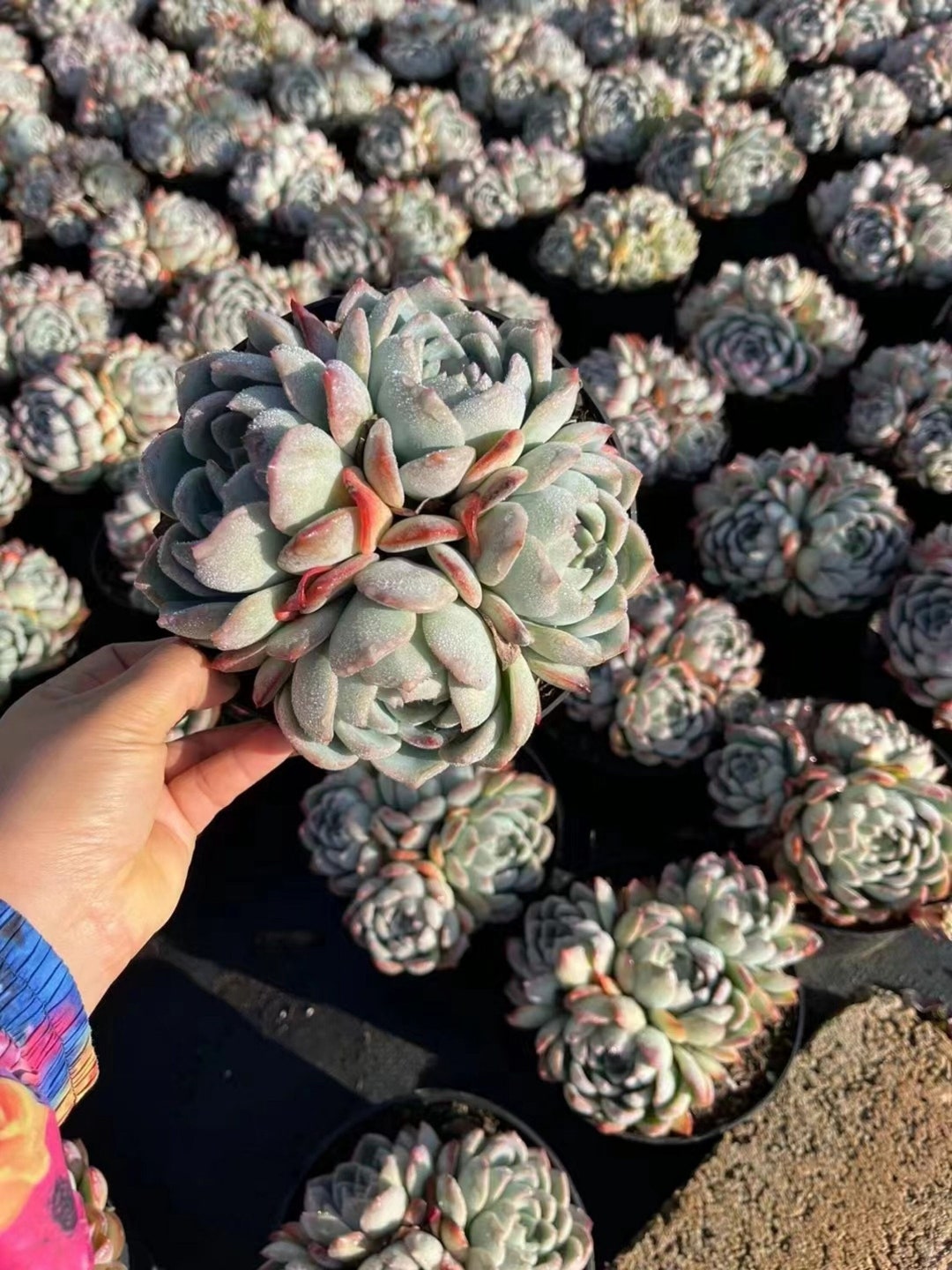 5''echeveria 'sasa' ,succulent Plants, Rare Imported Succulent, Cluster ...