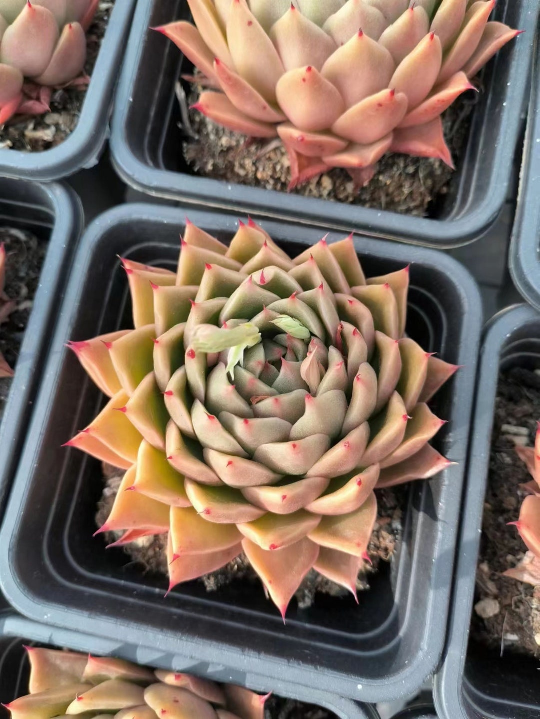 5''echeveria Agavoides 'spicy' ,succulent Plants, Rare Imported Succulent - Etsy