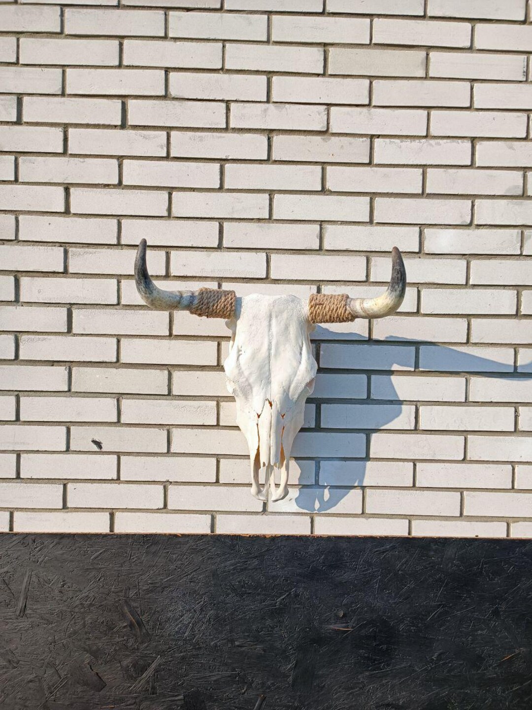 A Real Bull Skull. a Real Cow Skull. Skull. Wall Decor - Etsy