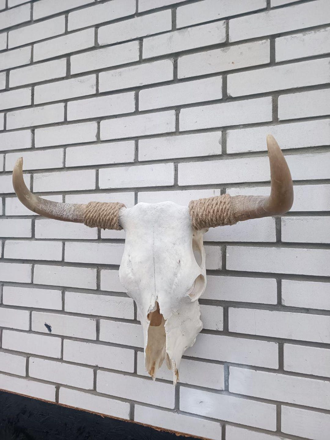 A Real Bull Skull. a Real Cow Skull. Skull. Wall Decor - Etsy