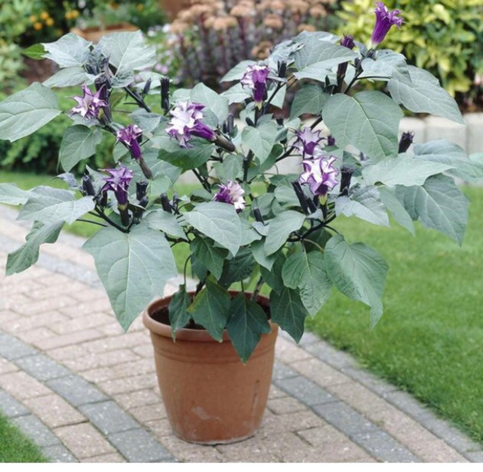 Double Datura Seeds - Etsy