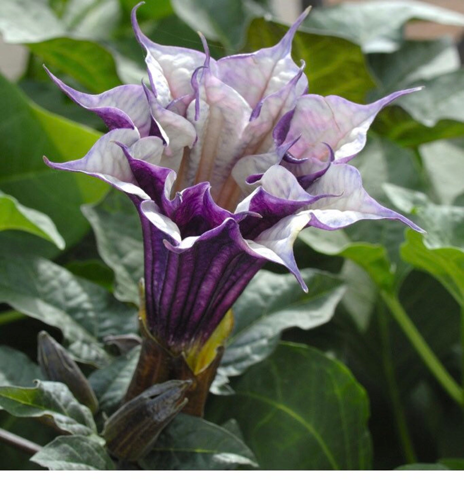 Double Datura Seeds - Etsy