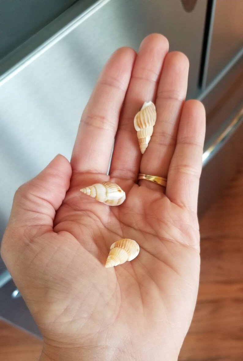 Mini Sea Shell Trio Magnet Set great for Kitchen Refrigerator, Dorm ...