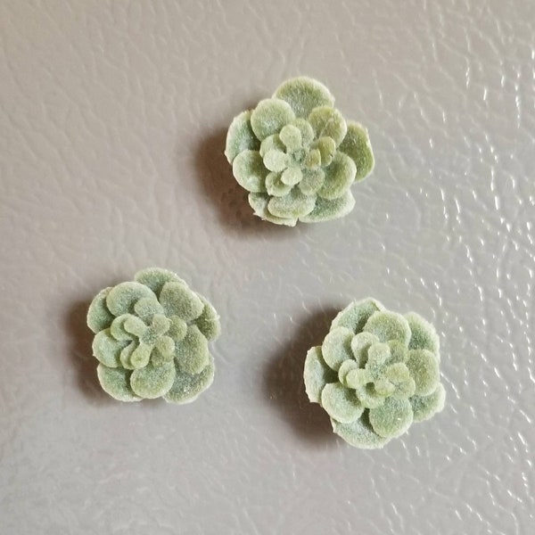 Succulent Magnet - Etsy