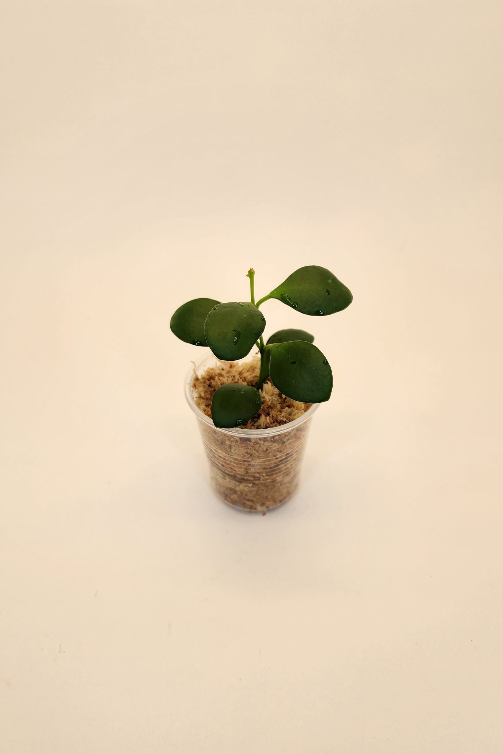 Tropical House Plant Guzman