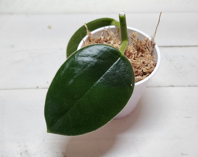 Hoya Ciliata black Hoya Plant Fuzzy Rare Houseplant - Etsy