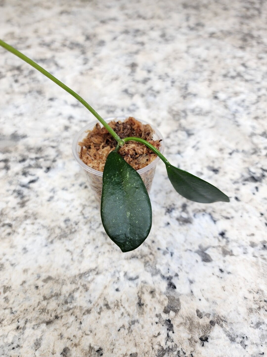 Hoya Pallida verticillata Sp. Bogor - Etsy