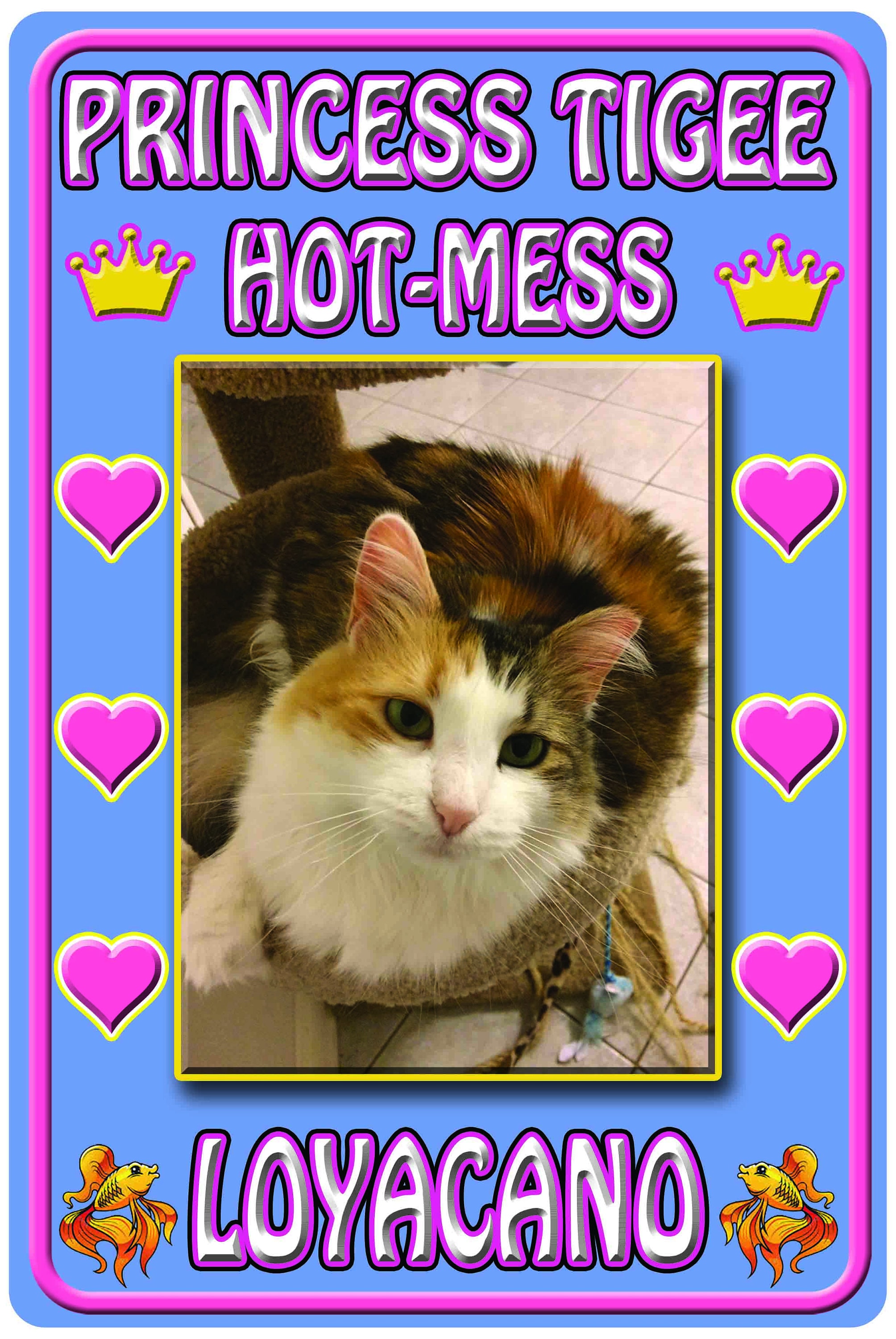 Custom Cat Sign Cat Sign Metal Door Sign - Etsy