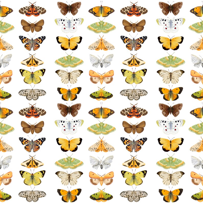 Butterflies Transparent Seamless Pattern, Animal Butterfly Seamless ...