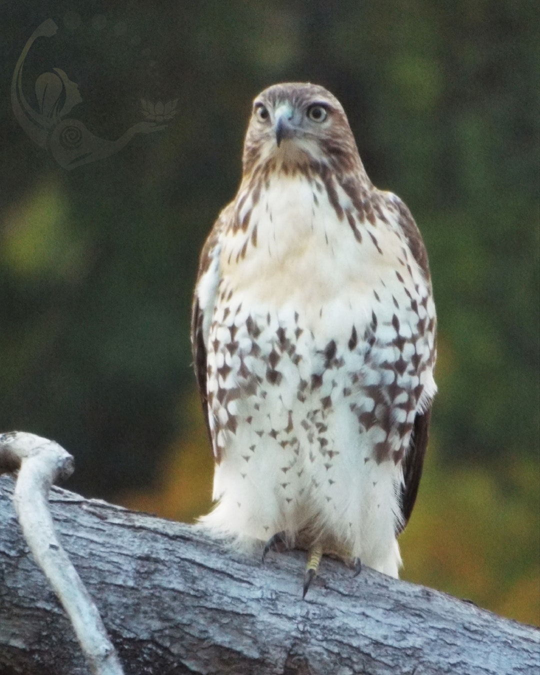 Red-tailed Hawk Photo, Wildlife Bird of Prey Print (digital Download ...