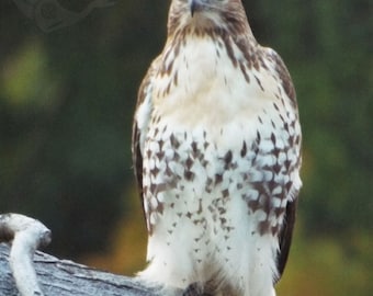 Red-tailed Hawk, Digital Art Print - Etsy