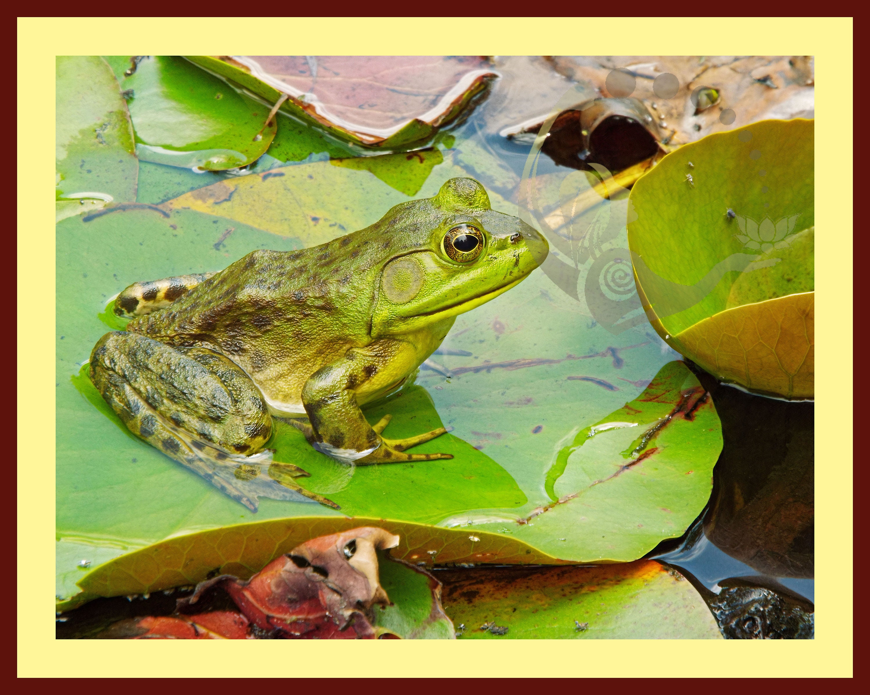 Frog on Lily Pads Photography (digital Download) - Etsy