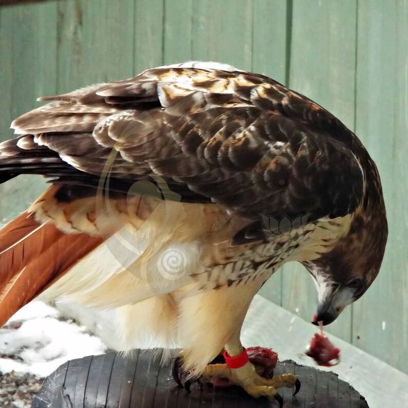 Red Tailed Hawk Eating Digital Instant Download Stock Photography ...