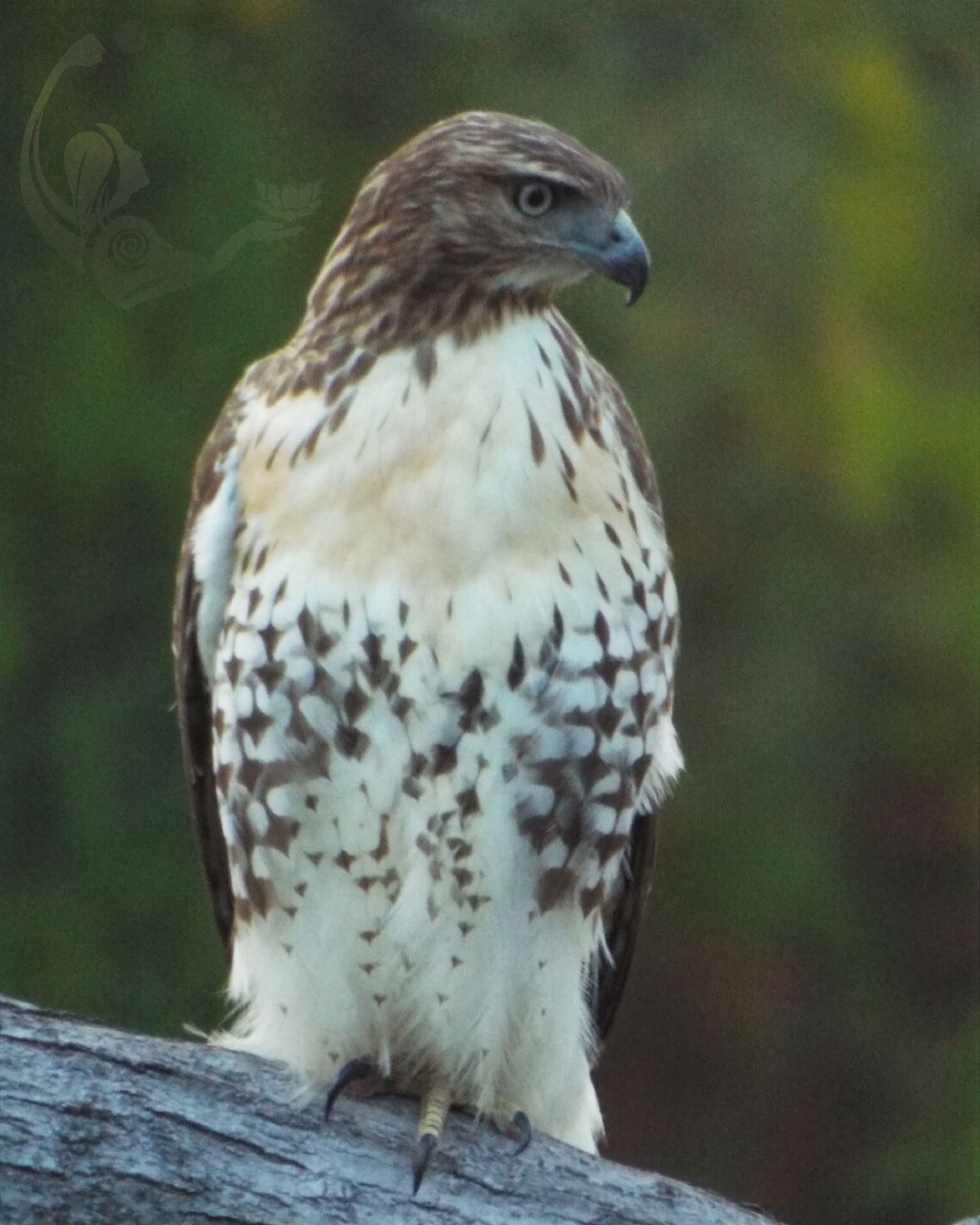 Red Tailed Hawk Digital Images for Instant Download Wildlife ...