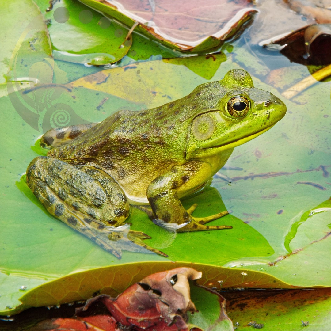 Frog Lily Pads Nature Photography Instant Digital Download for 10 X 10 ...