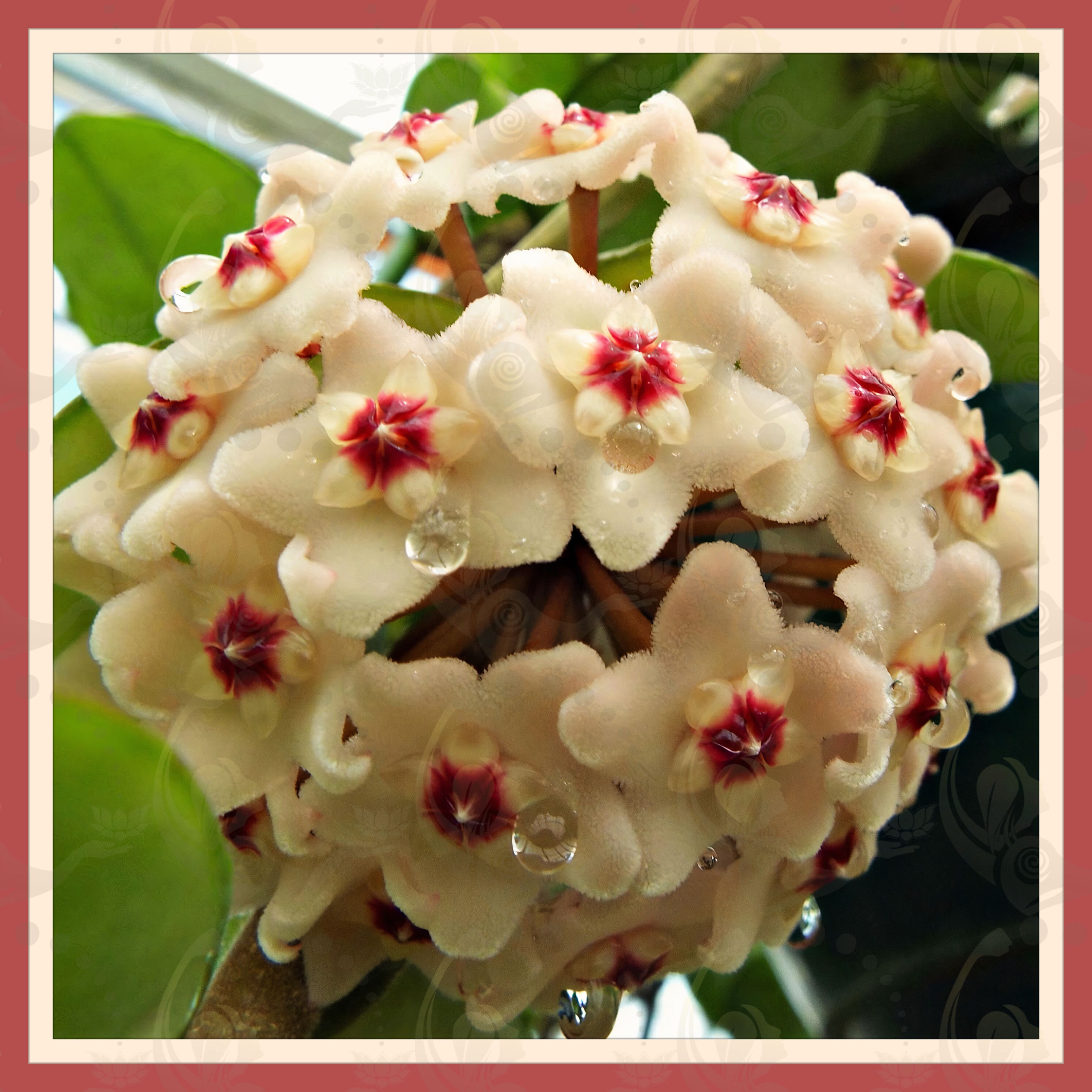 Geometry In Nature Photography