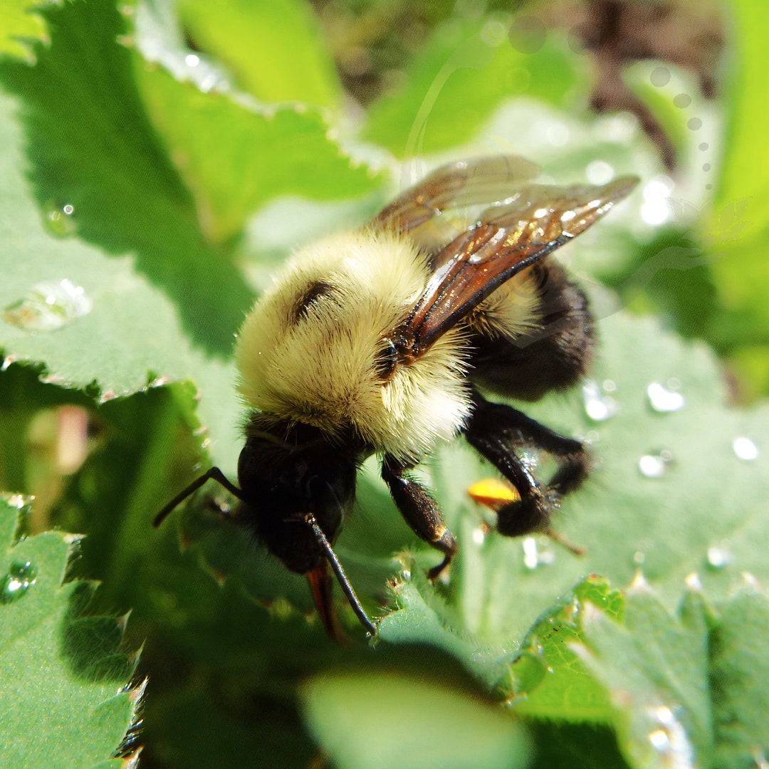 Bumblebee on Lady's Mantle Photo | Nature Photography (digital Download ...