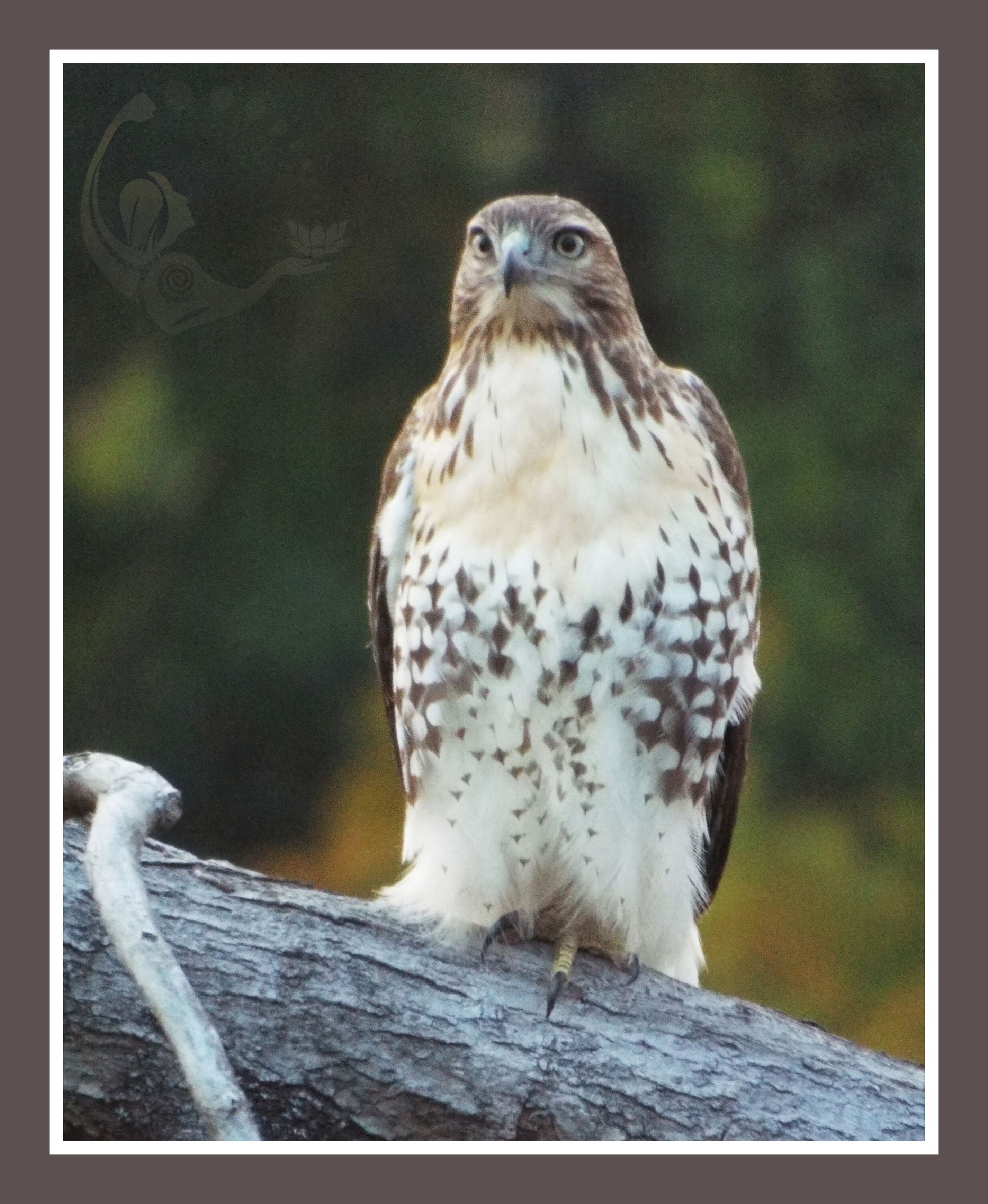Red Tailed Hawk Digital Images for Instant Download Wildlife ...
