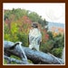Red Tailed Hawk Fall Foliage Digital Instant Download Wildlife ...