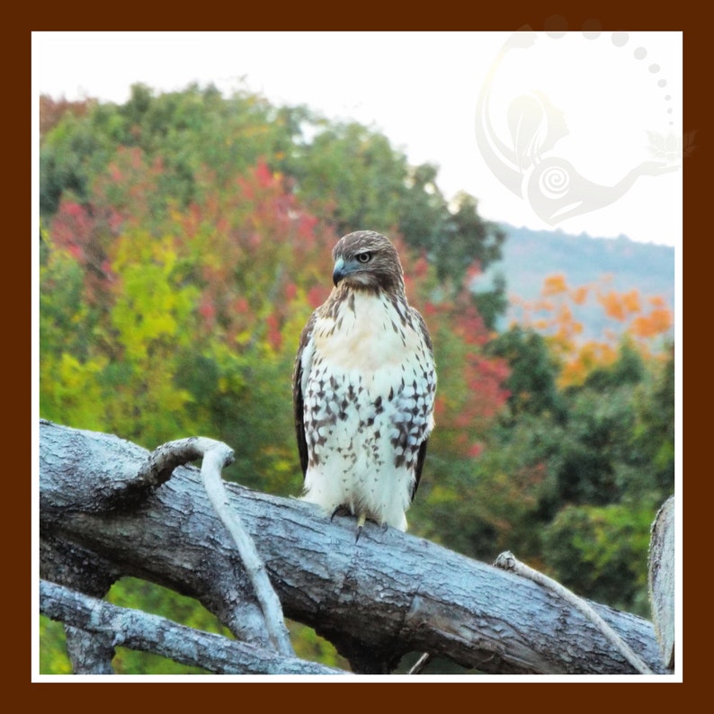 Red Tailed Hawk Fall Foliage Digital Instant Download Wildlife ...