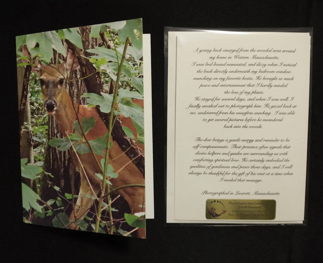 Deer Photo Print 5 X 7 Card Young Buck Healing Energy for Self ...