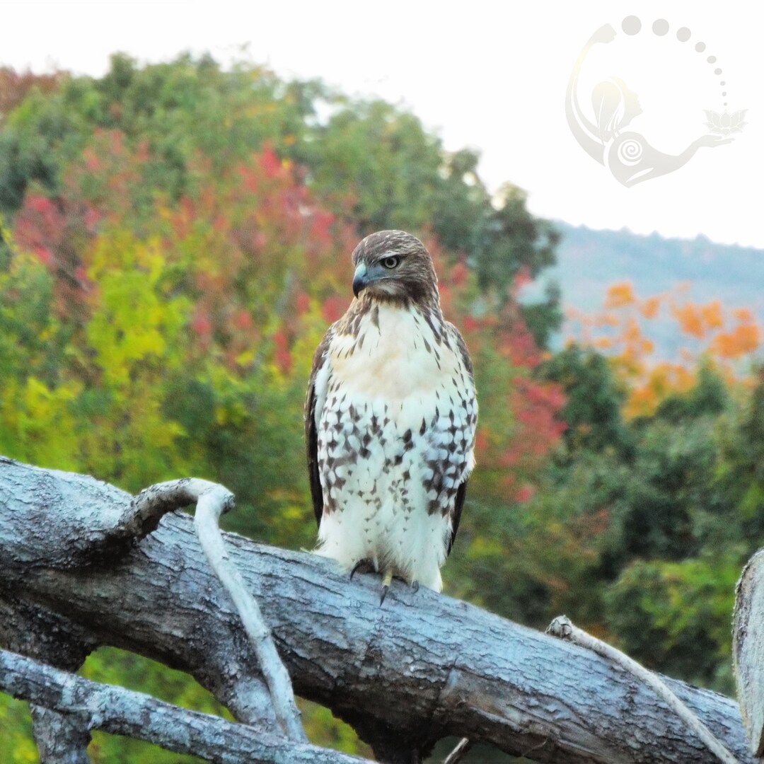 Red Tailed Hawk Fall Foliage Digital Instant Download Wildlife ...
