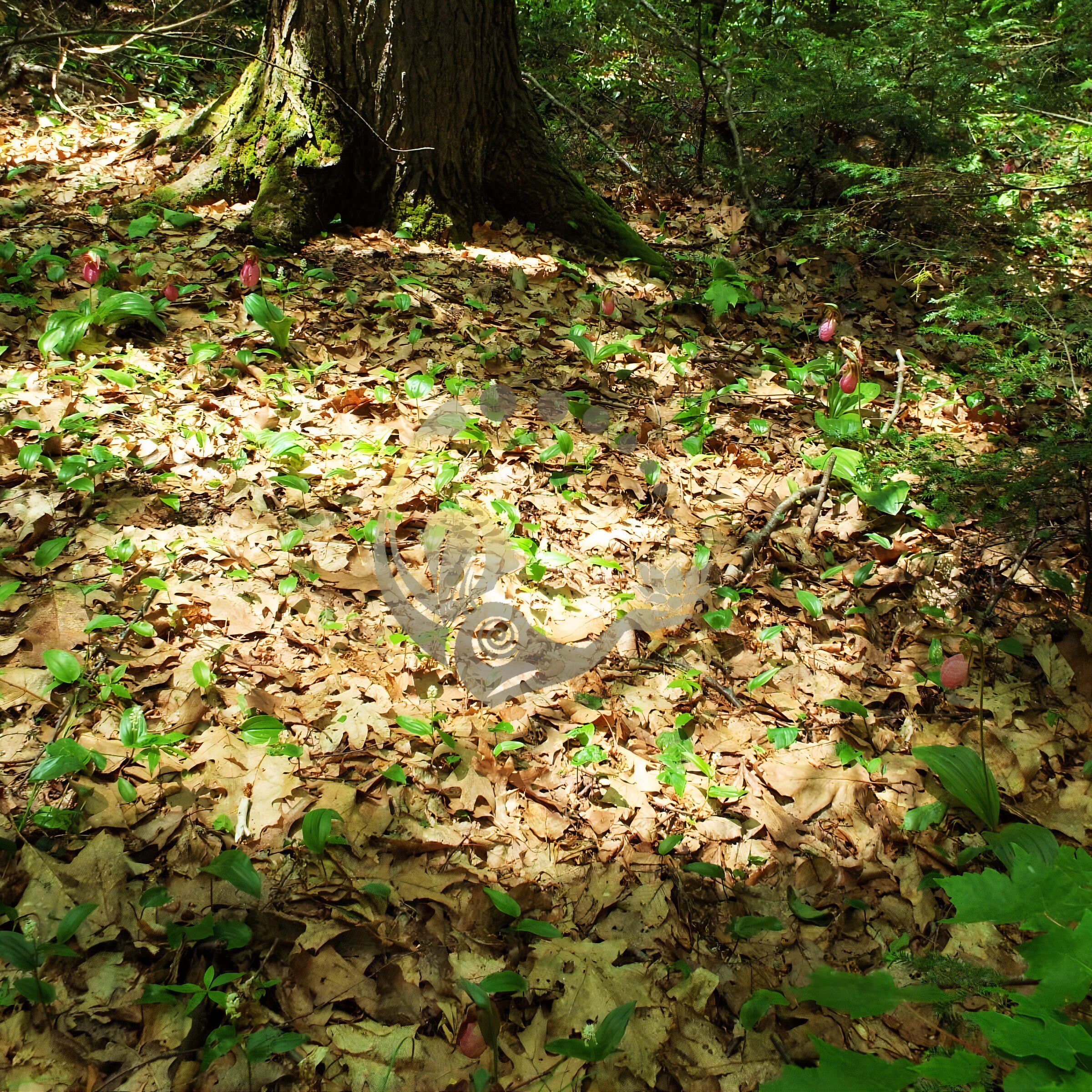 Instant Digital Download Lady Slipper Nature Photography Woodland ...