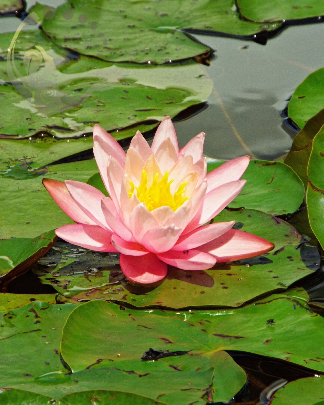 Lotus Flower Lily Pads Nature Photography Instant Digital Download for ...