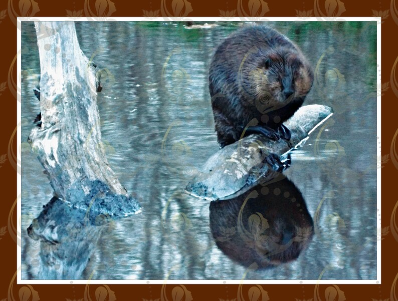 Beaver and His Reflection Instant Digital Download Nature Photography ...