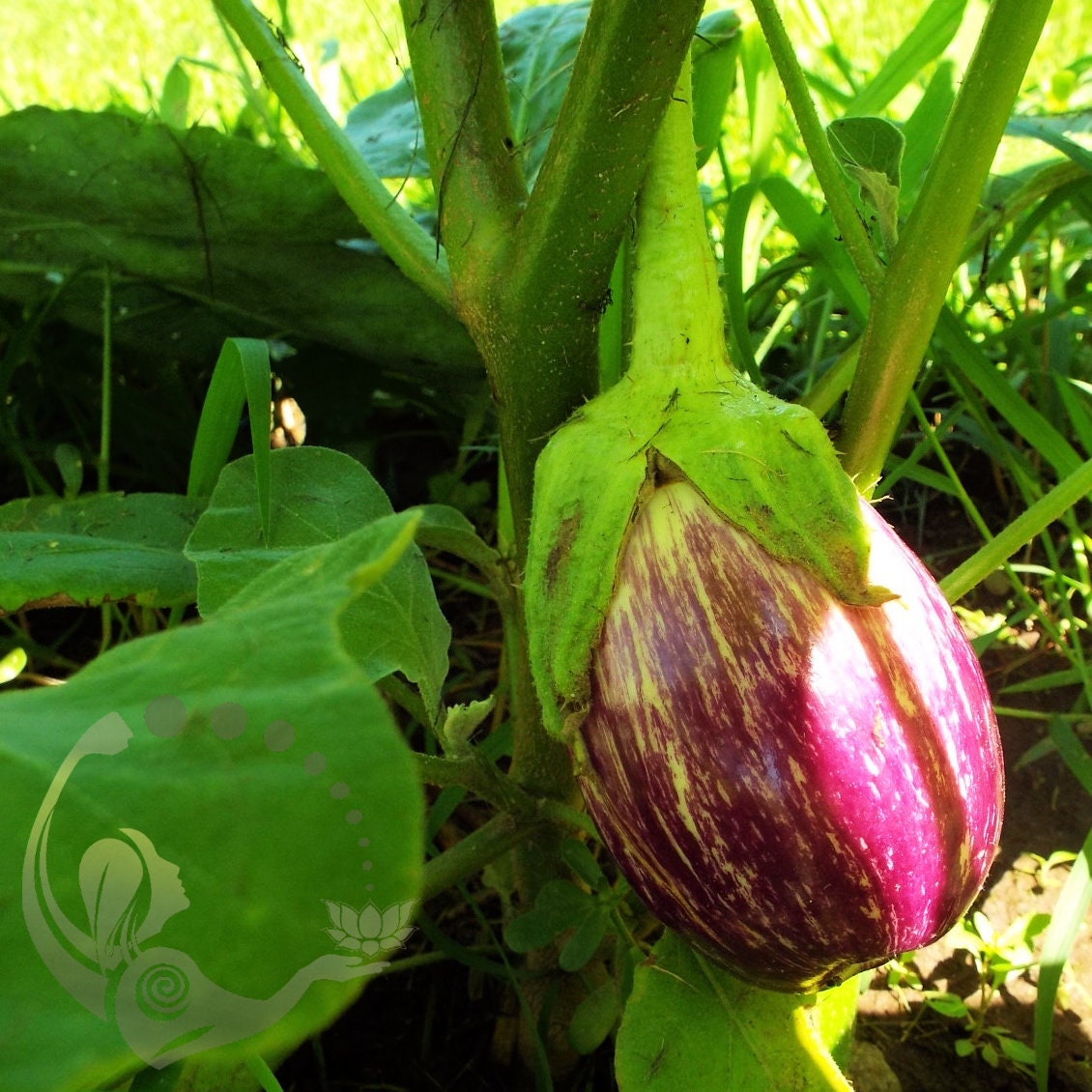 Eggplant Photo Collection Instant Digital Download for Print or Media Use Gardening, Striped ...