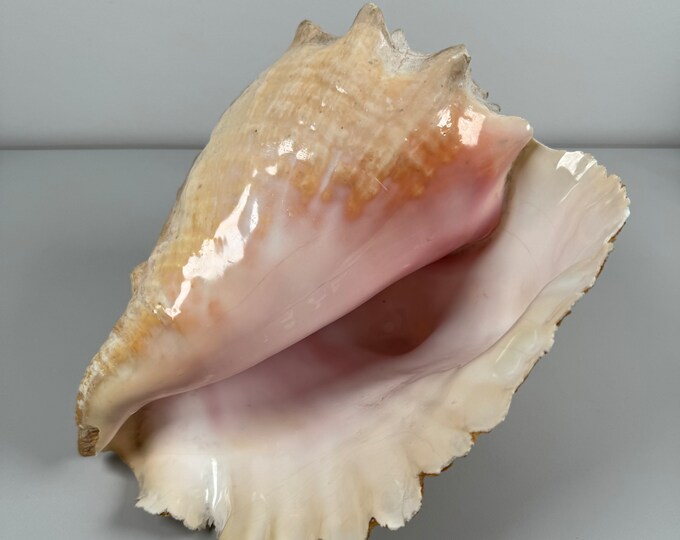 Vintage Conch Pink Sea Shell 8” X 8” Natural Large Décor N Aquarium ...
