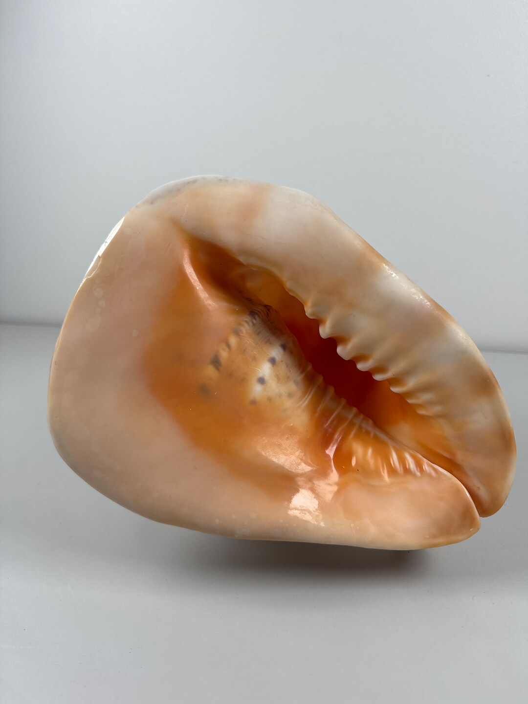 X Large 1456 G or 3 Lbs. 3.2 Oz. Natural Queen Conch Shell With Spiral ...