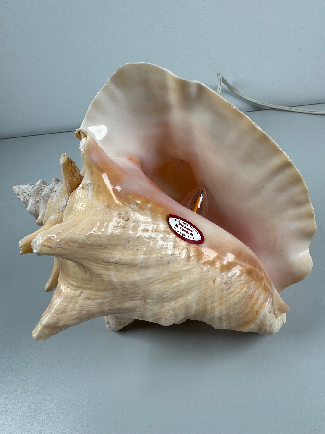 Vintage Giant Pink Conch Shell Night Light 7 X 6 From the Ted House St ...