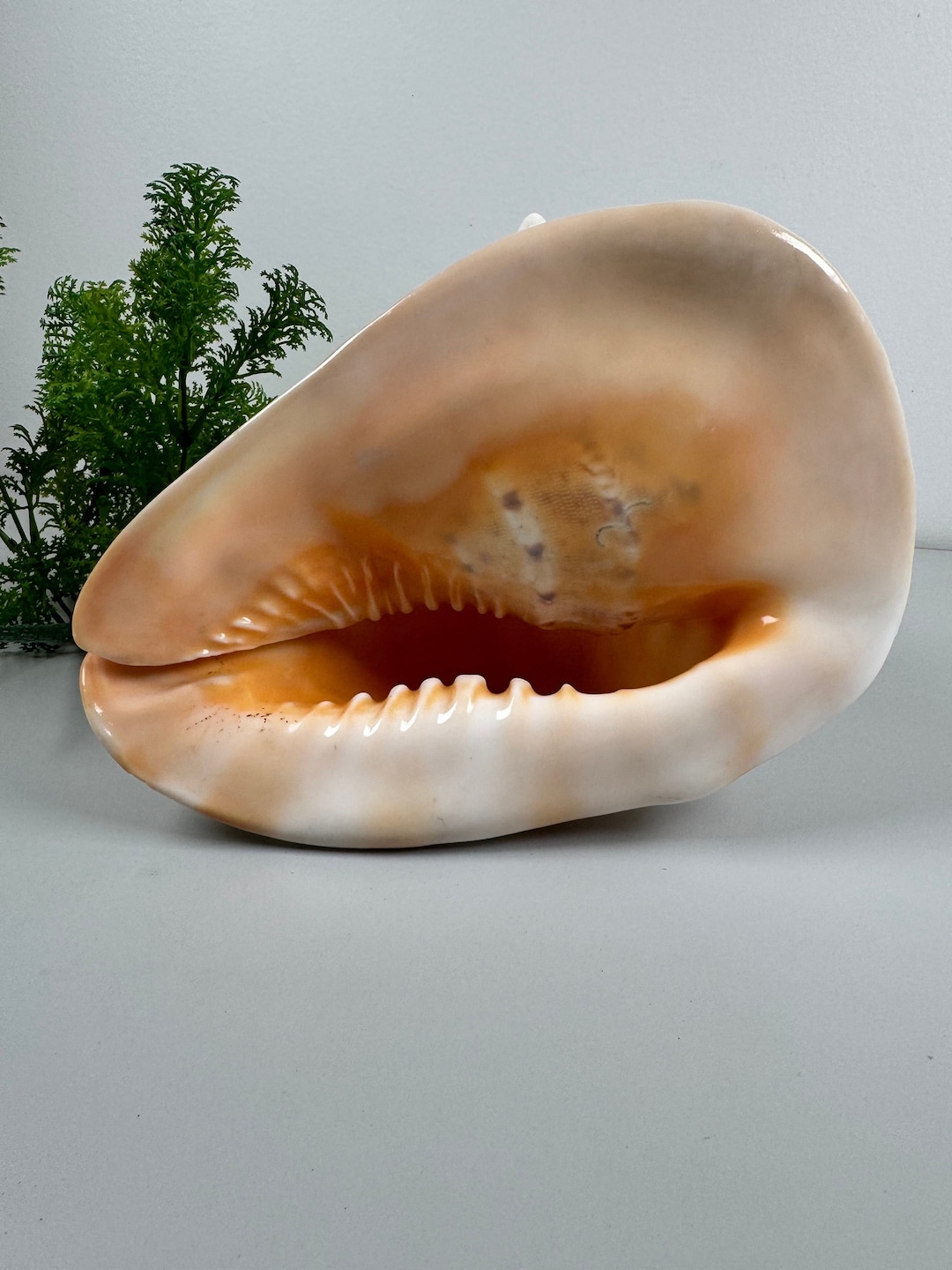 Vintage Cypaecassis Rufa Bullmouth Shell Horned Shell Red Helmet Shell ...