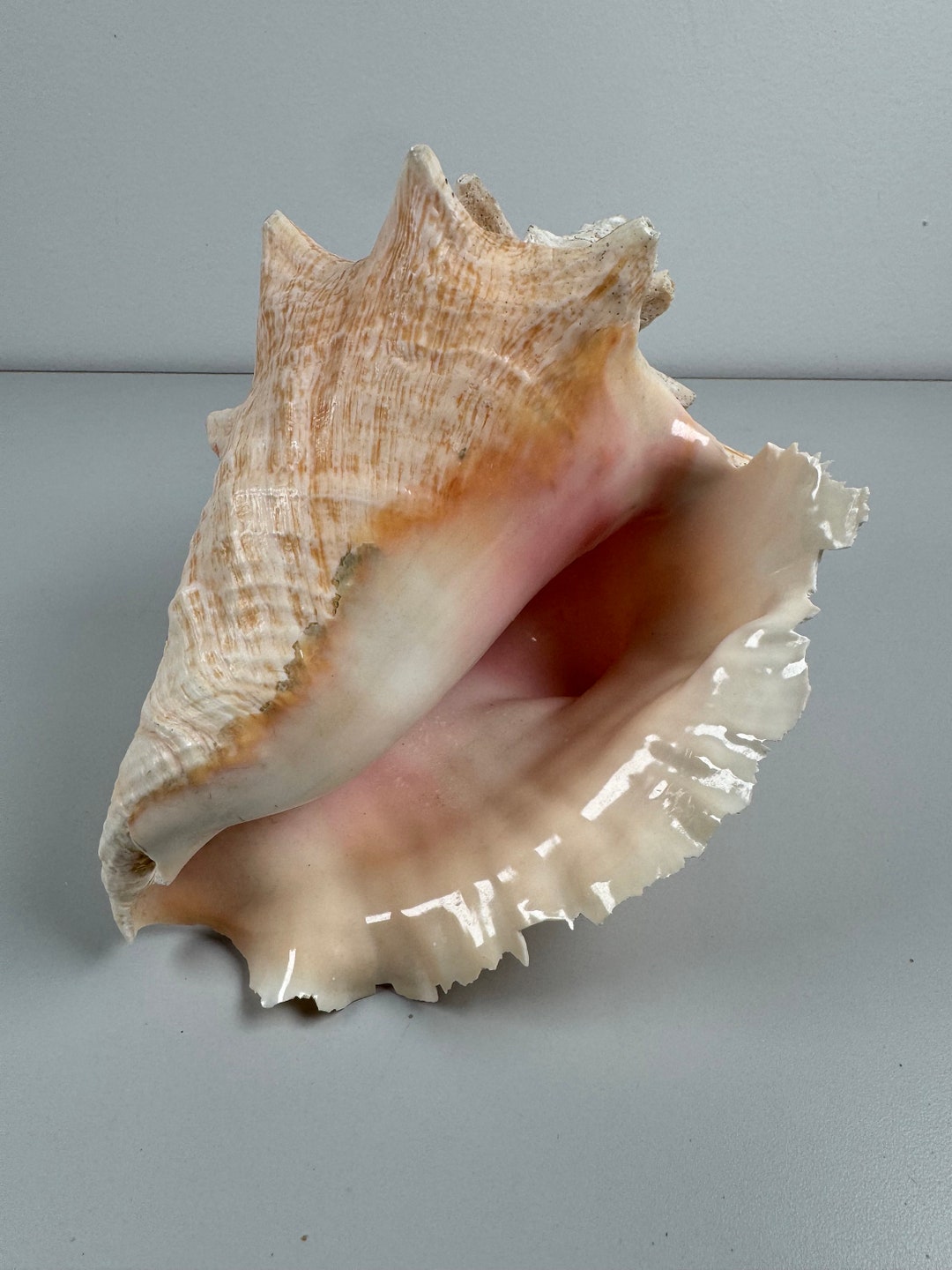 Natural Queen Conch Pink Sea Shell Larger 8 X 7 Nice Colours No ...