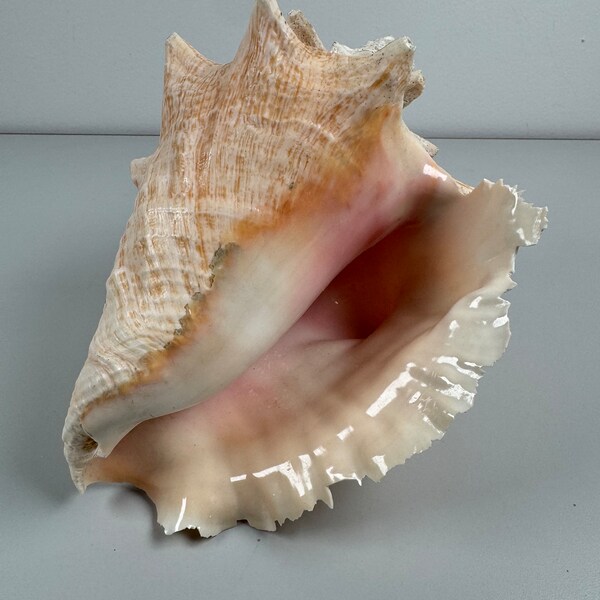 Conch Sea Shell - Etsy