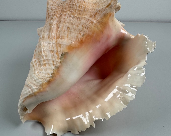 Natural Queen Conch Pink Sea Shell Larger 8 X 7 Nice Colours No ...