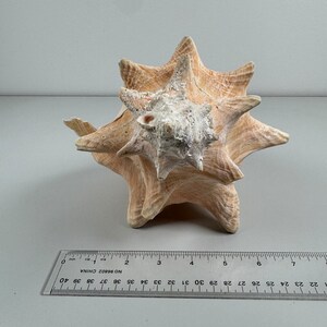 Natural Queen Conch Pink Sea Shell Larger 8 X 7 Nice Colours No ...