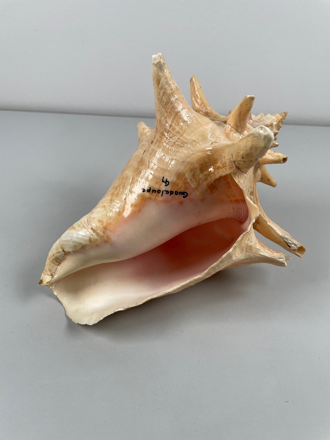 Medium Natural Conch Sea Shell Pink Shinny This One Has Been Written on ...