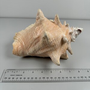 Natural Queen Conch Pink Sea Shell Larger 8 X 7 Nice Colours No ...