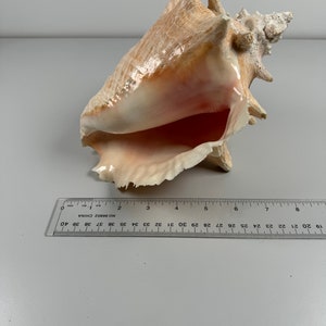 Natural Queen Conch Pink Sea Shell Larger 8 X 7 Nice Colours No ...