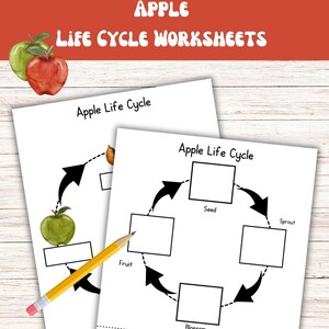 Apple Life Cycle Activity Pack | Apple Unit | Preschool & Kindergarten ...