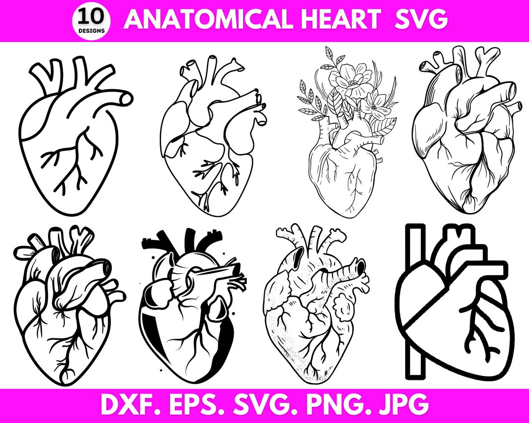 Anatomical Heart Svg Png Bundle, Medical Svg, Human Heart Svg ...