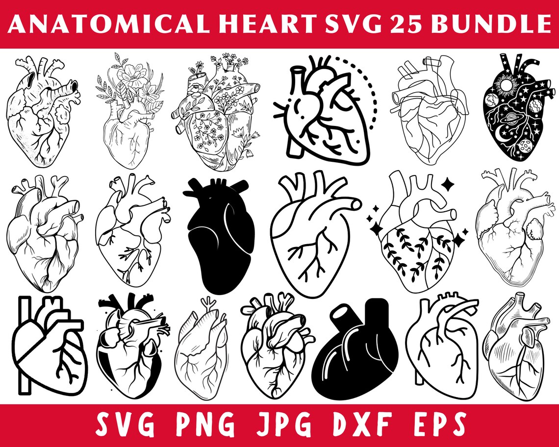 Anatomical Heart Svg Bundle, Human Heart Svg, Heart Svg, Anatomical ...
