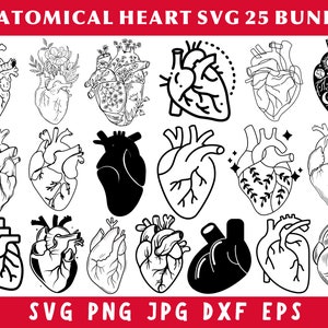 Anatomical Heart Svg Bundle, Human Heart Svg, Heart Svg, Anatomical ...