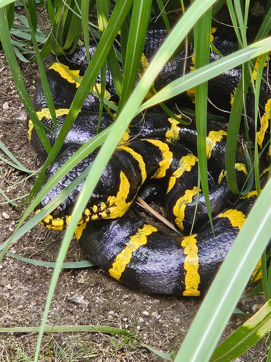 SNAKE Concrete Statue Realistic Venemous MANGROVE Snake, Home Garden ...