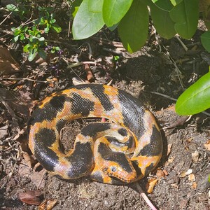 SNAKE Concrete Statue Realistic Hand Crafted, Home Garden Decor, Cement ...