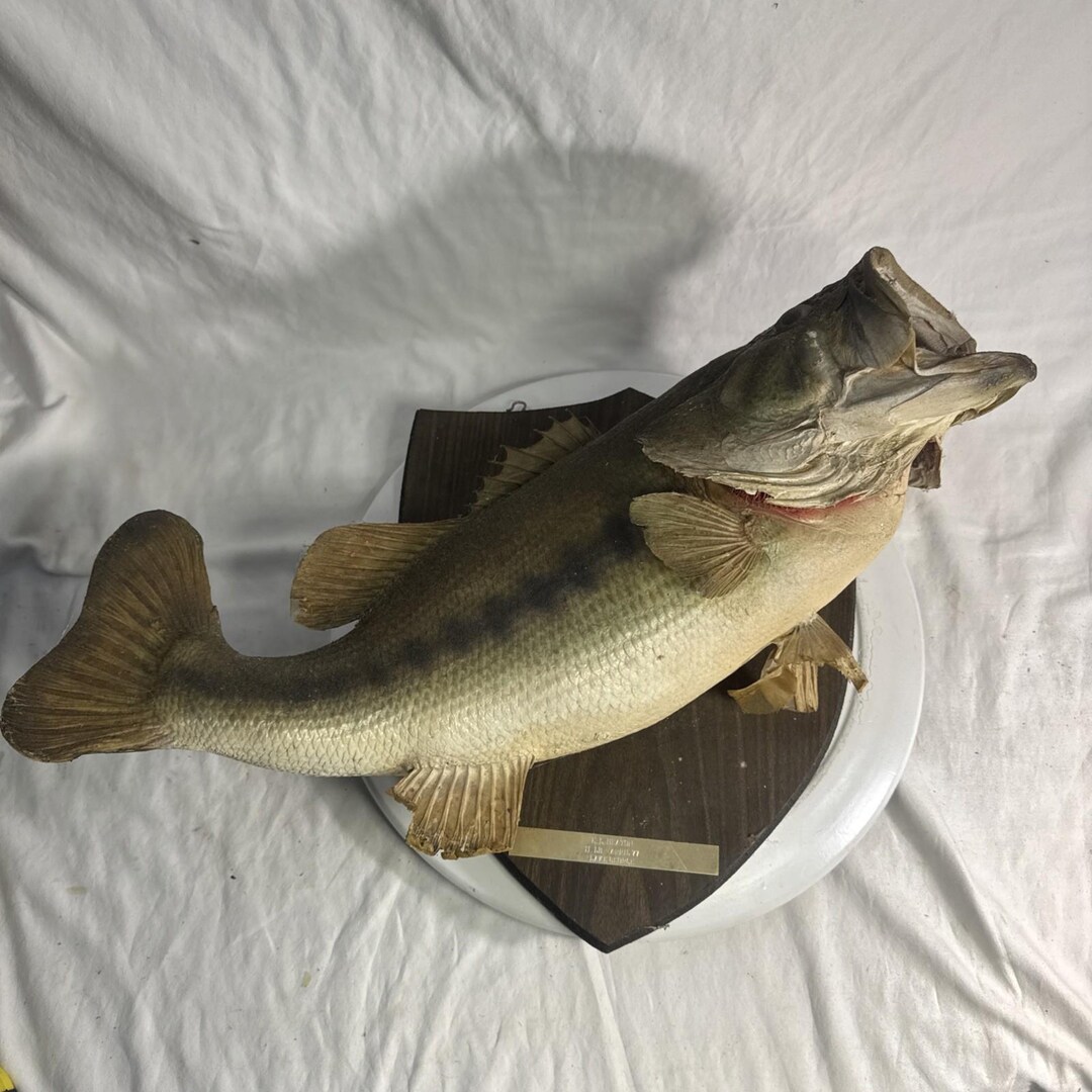 Vintage 11 Lb LARGEMOUTH BASS Mount on Plaque 1980's - Etsy