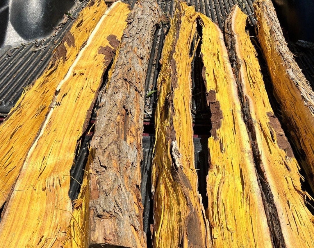 Bois D’arc Bow Staves (osage Orange, Hedge, Bodark, Yew) - Various ...